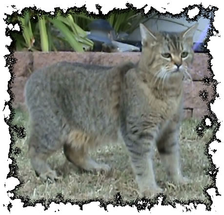 Pixiebob,pixiebobs, pixie-bobs,pixie-bob, pixiebob kittens, pixiebob ...