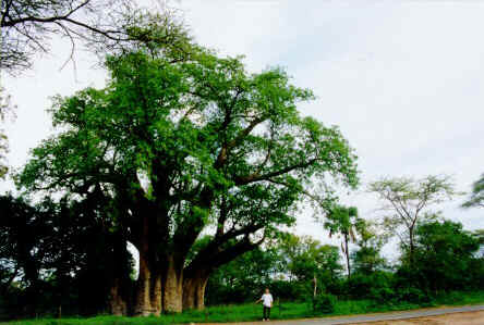 The Big Tree, a baobab 20 m high and 16 m in perimeter.