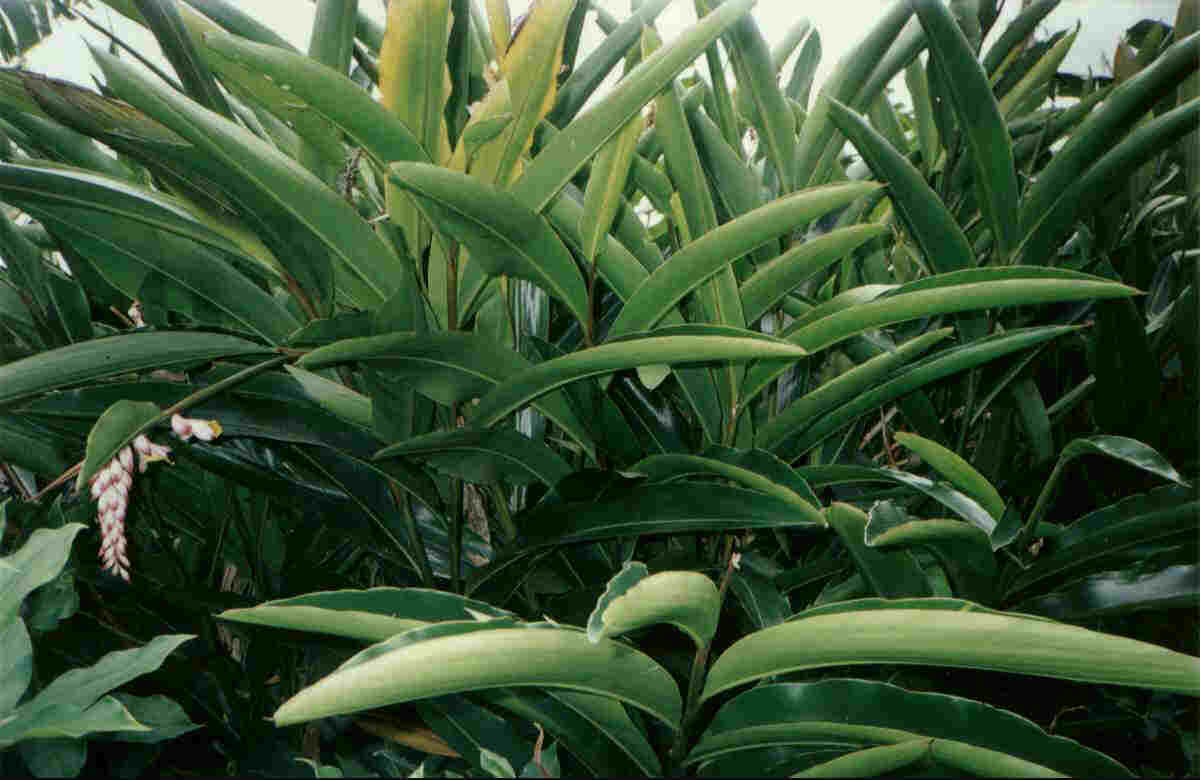 Colônia