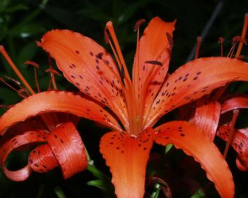 FLOR