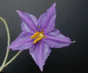 FLOR