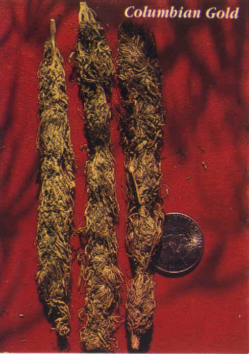 Pot Pix: Columbian Gold