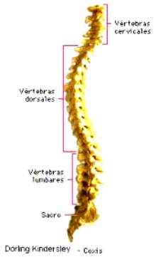Columna Vertebral