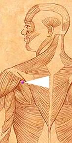 MERIDIANO DEL INTESTINO DELGADO