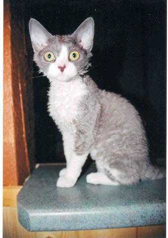 Your PrairieDawn Devon Rex