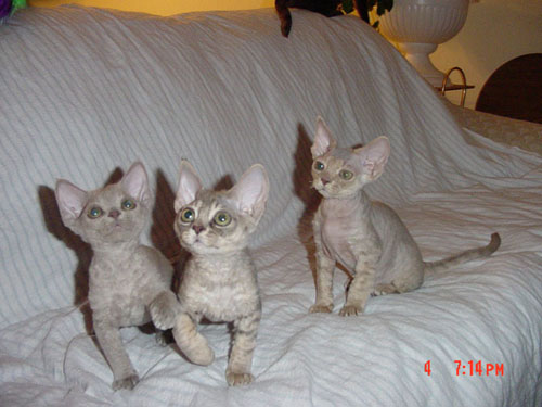 Your PrairieDawn Devon Rex