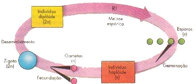 TIPOS DE CICLO DE VIDA