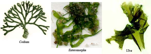 DIVISÃO CHLOROPHYTA