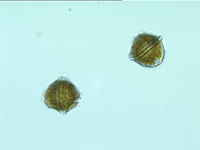 DINOPHYTA