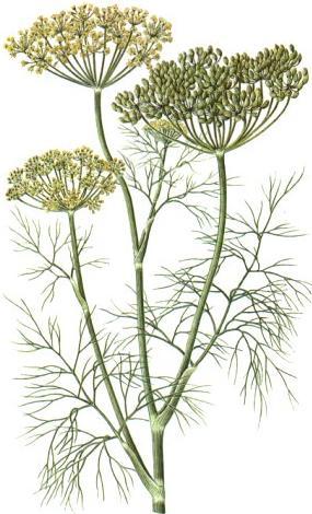 Umbelliferae (Apiacae) - Umbelíferas