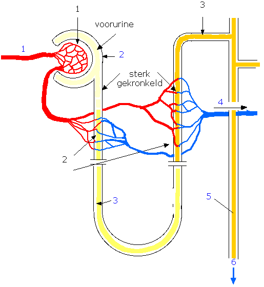 Anatomie en functie