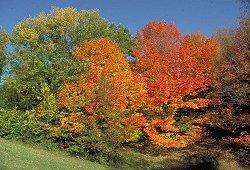 Página de PSP en español