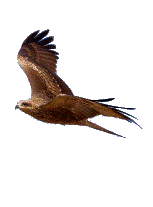 Behavioral IT® - A new term coined by Prem Kamble. Unique course for ...