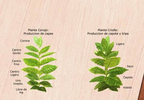 parte_centro3-5.jpg (41768 bytes)