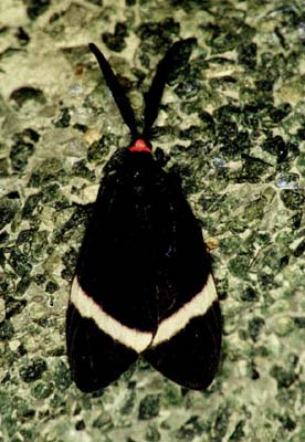 Pidorus atratus