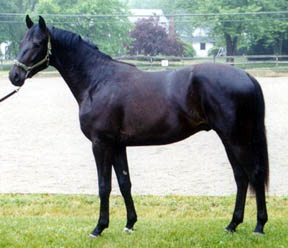 Clearbrook Farms- Breeding & Training Hunter/Jumper Horses