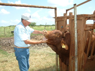Head-Inspections