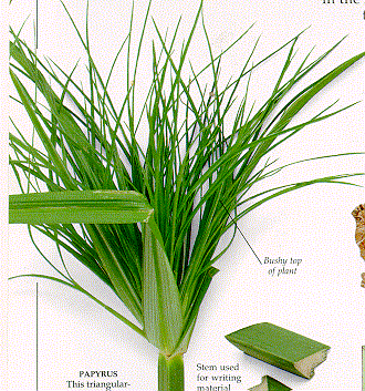 Mummification Process/hieroglyhics