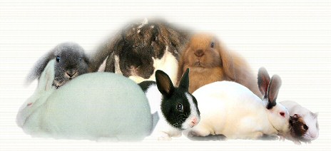 Vancouver Island RBA