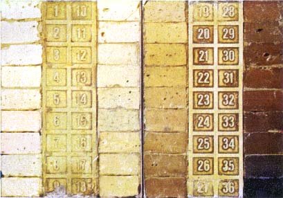 Racial Reality - Skin Color