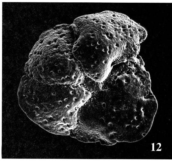 Easter Island Foraminifera