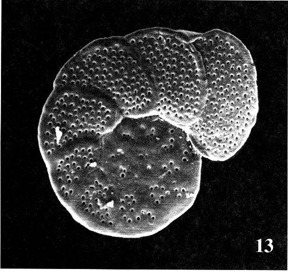 Easter Island Foraminifera