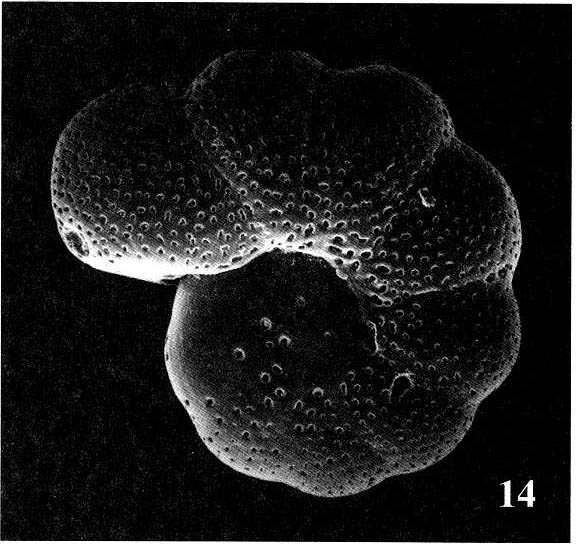 Easter Island Foraminifera