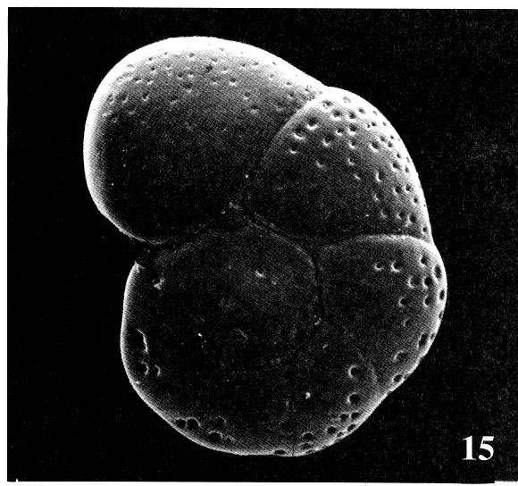 Easter Island Foraminifera
