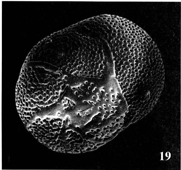Easter Island Foraminifera