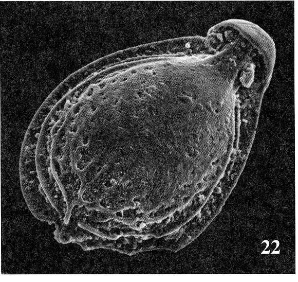 Easter Island Foraminifera