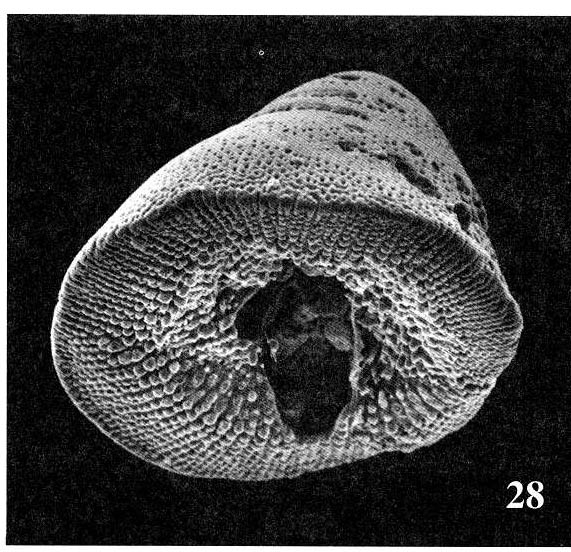 Easter Island Foraminifera