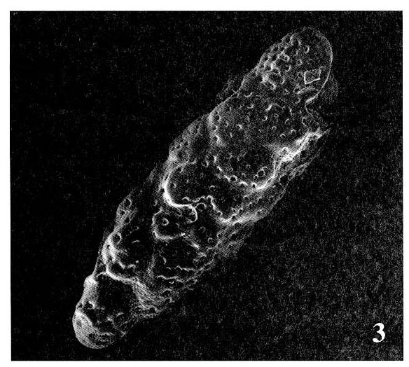 Easter Island Foraminifera