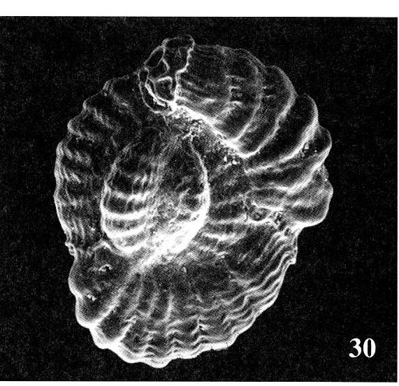 Easter Island Foraminifera