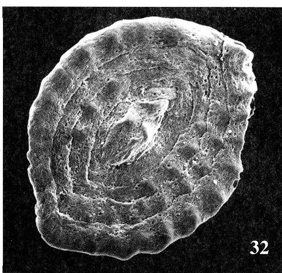Easter Island Foraminifera