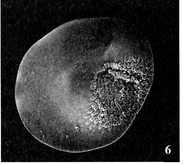Easter Island Foraminifera