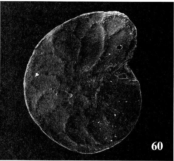 Easter Island Foraminifera