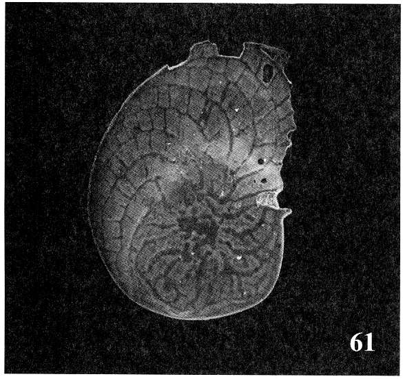 Easter Island Foraminifera