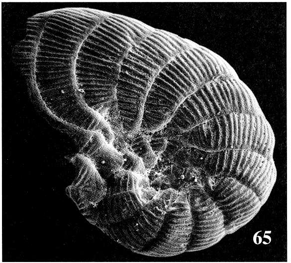 Easter Island Foraminifera