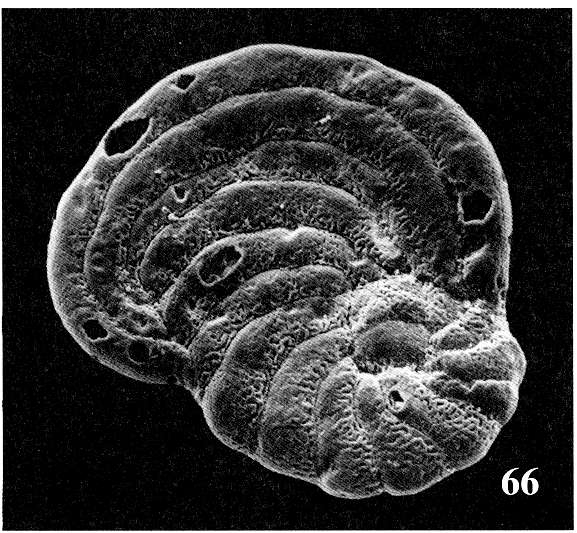 Easter Island Foraminifera