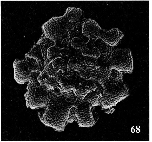 Easter Island Foraminifera