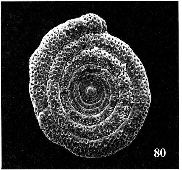 Easter Island Foraminifera