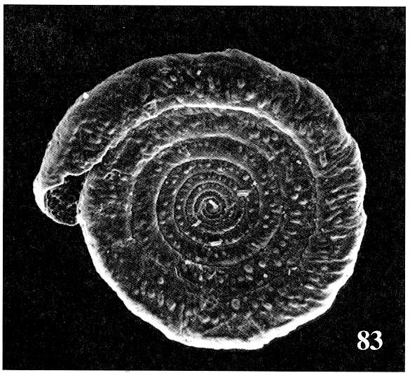 Easter Island Foraminifera