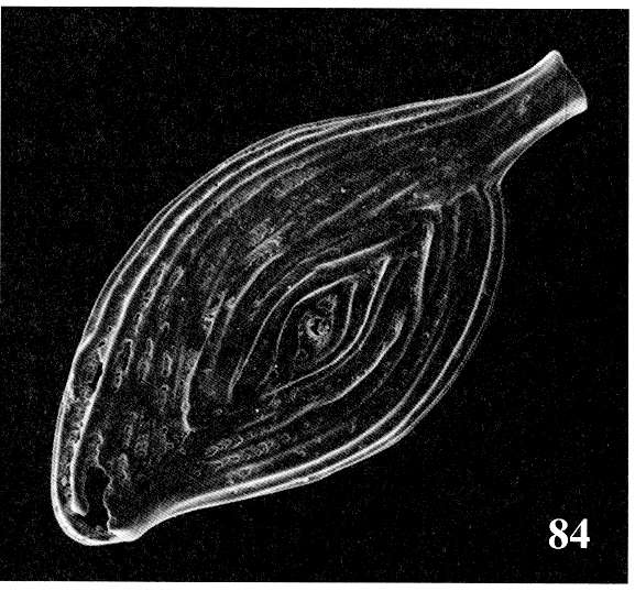 Easter Island Foraminifera