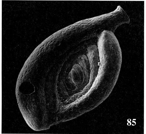 Easter Island Foraminifera