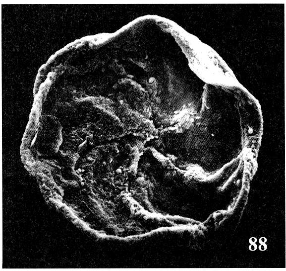Easter Island Foraminifera