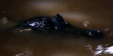 Venezuelan Reptiles and Amphibians