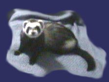 Ferret Land - Pictures of my ferret and others