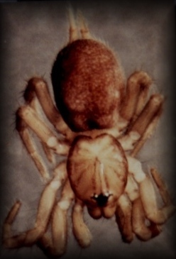 Spider Conservation: Conservation Case Studies