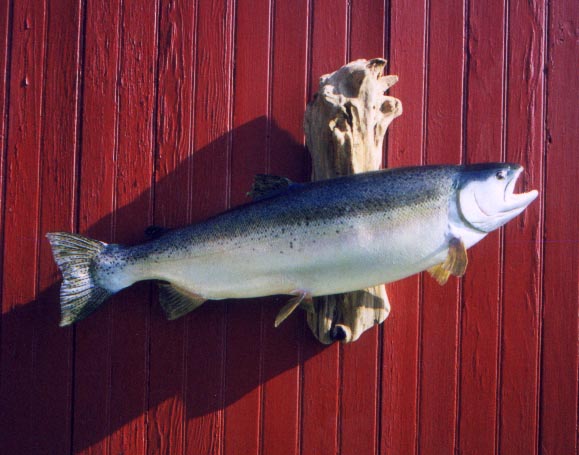 Hosted by www.Geocities.ws