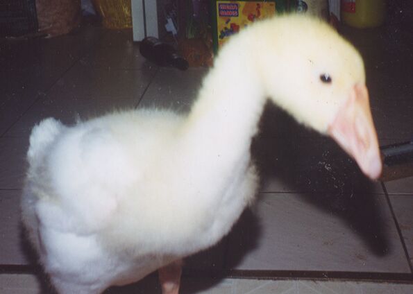 DUcKiEs!